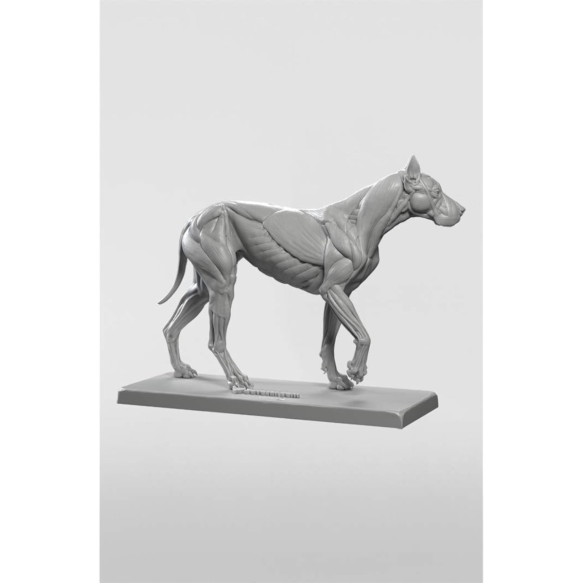 3dtotal Anatomy: Canine figure – Mega Shop Japan