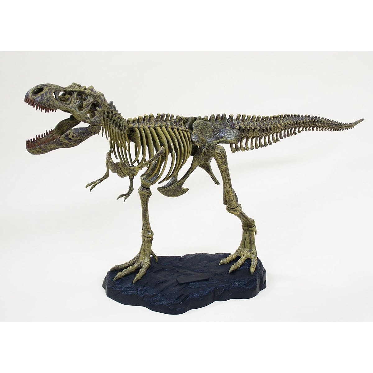 T-REX Skeleton Assembly Kit (Medium) Tyrannosaurus Rex – Mega Shop Japan